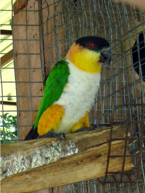 Mutation Greencheeks